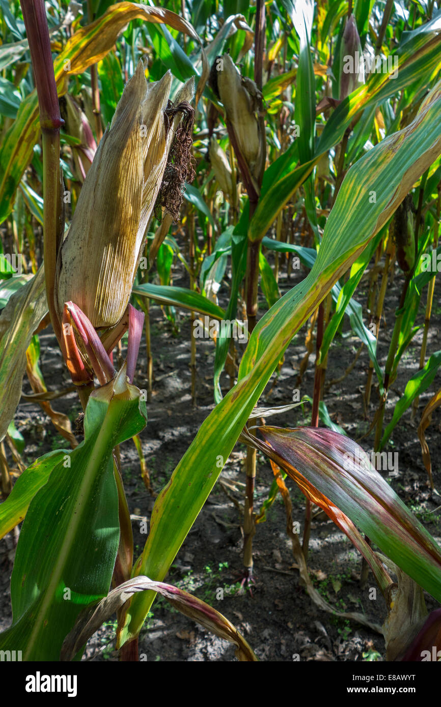 Maize ear on a stalk in maizefield / cornfield / field of maize Stock ...