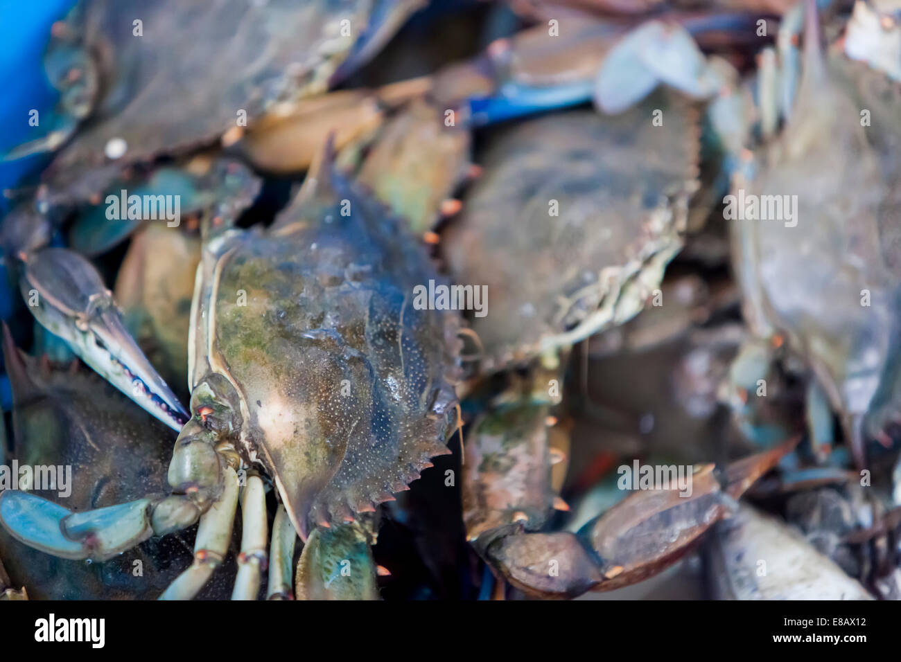Fresh crabs on the fish market Stock Photo - Alamy