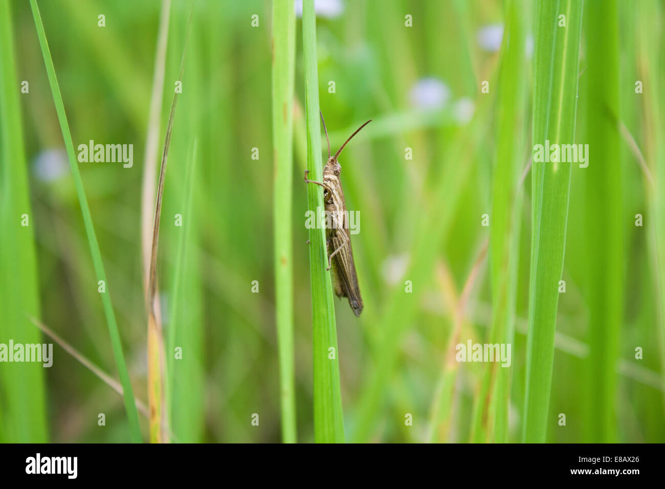 Rice pest hi-res stock photography and images - Alamy