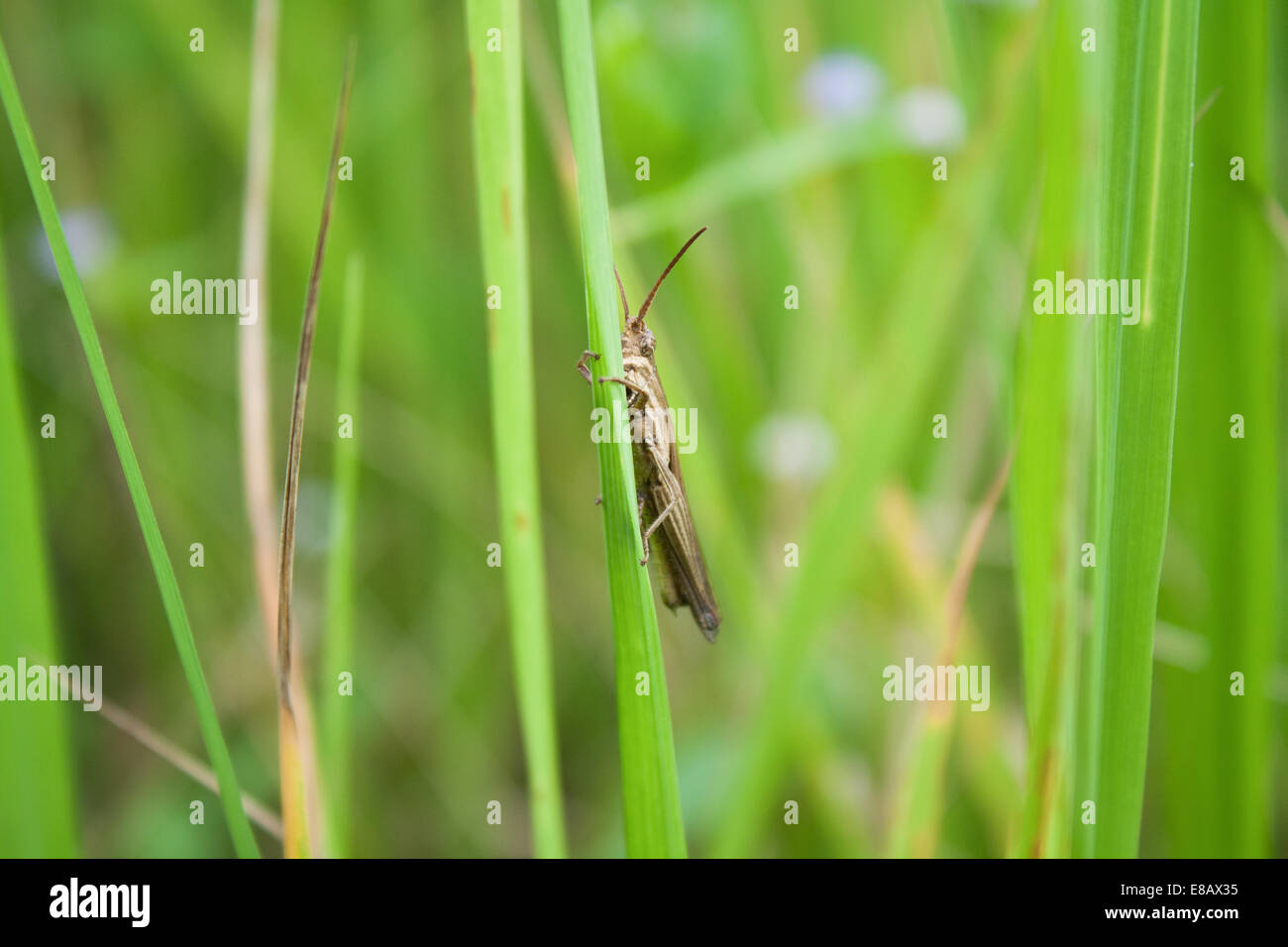 rice field in the first farm season and pest (Grasshopper Stock Photo ...