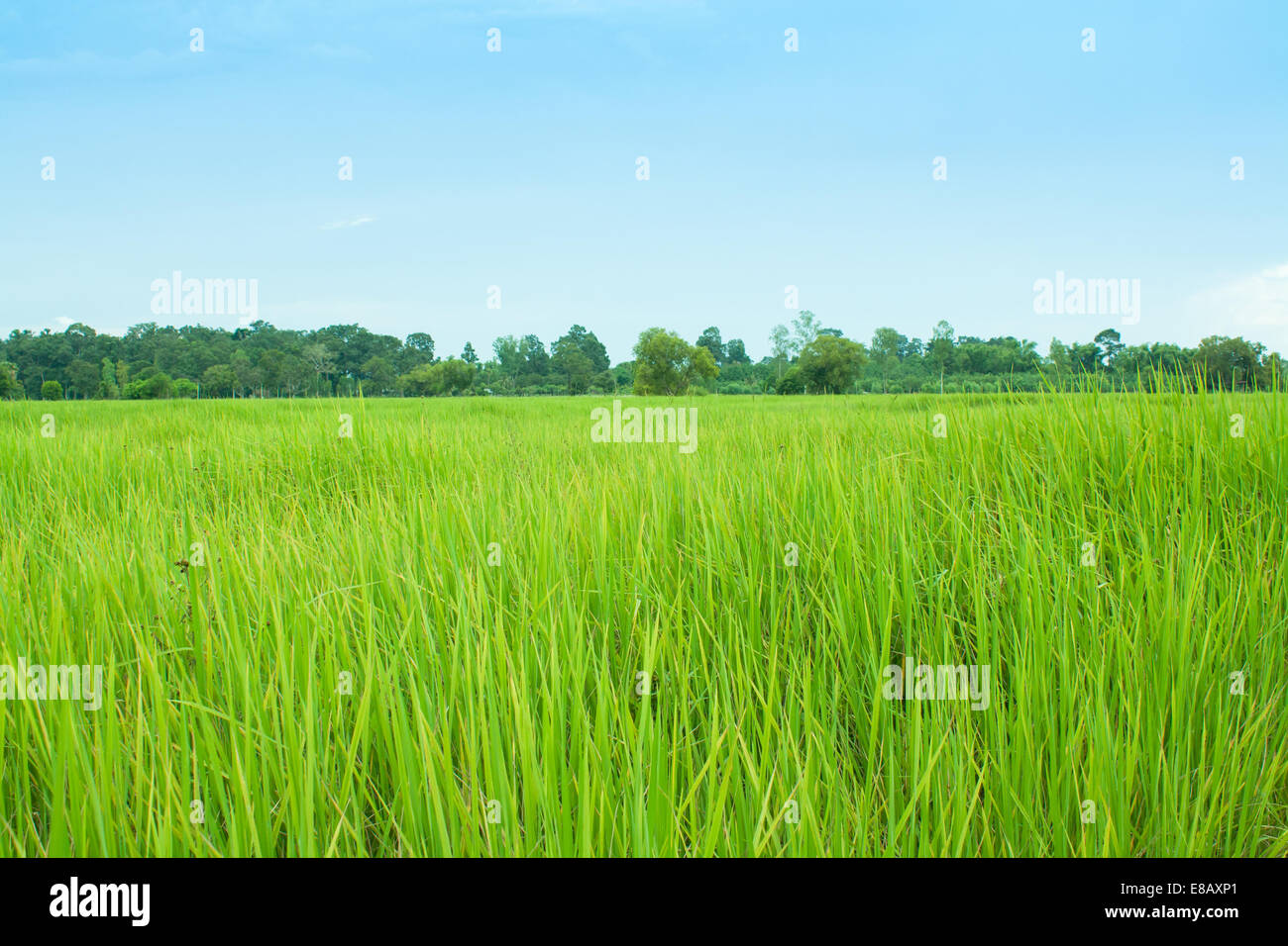 rice field in the first farm season Stock Photo - Alamy