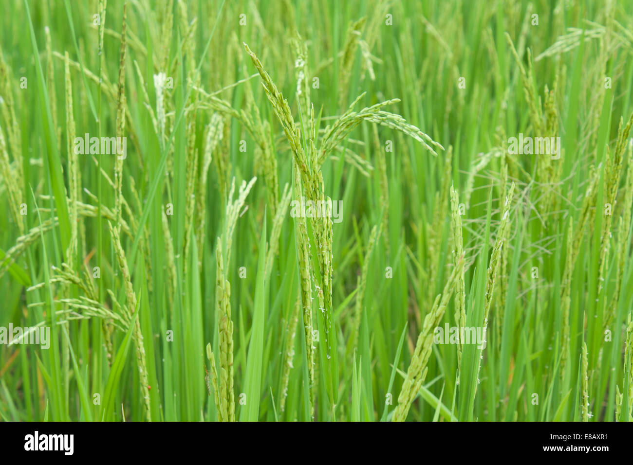rice field in the first farm season Stock Photo - Alamy