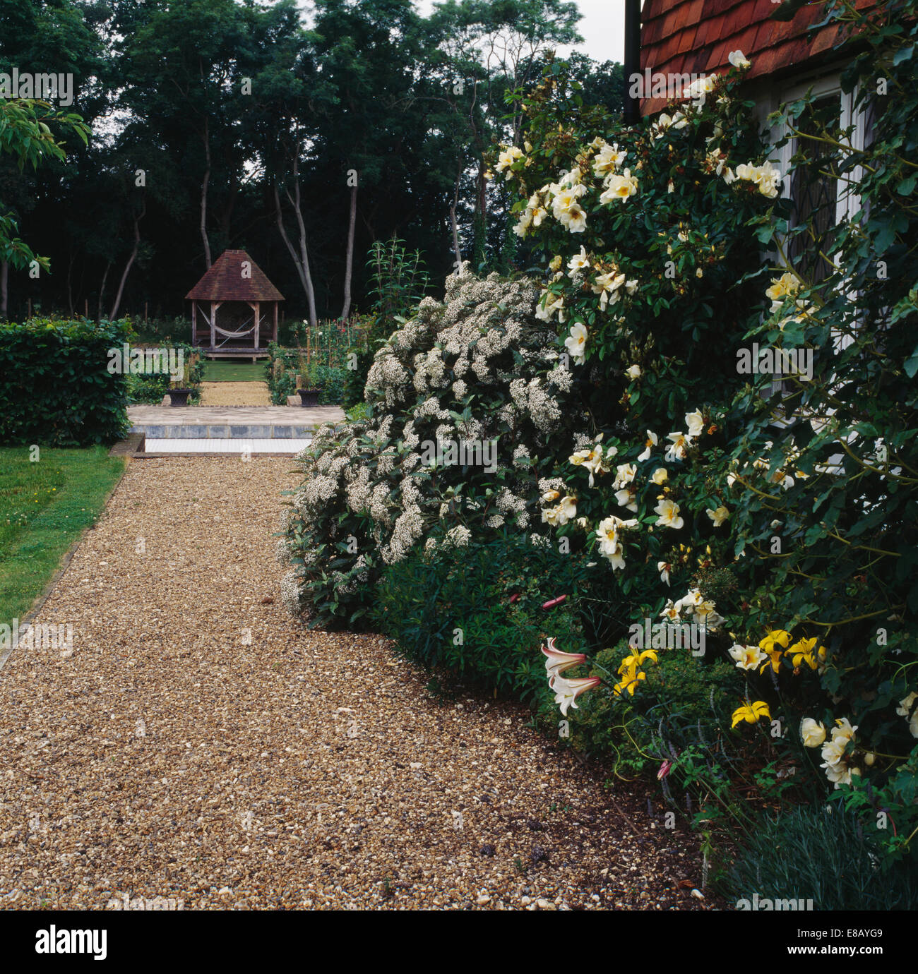 Gravel path beside house with cream climbing roses and large choisya ...