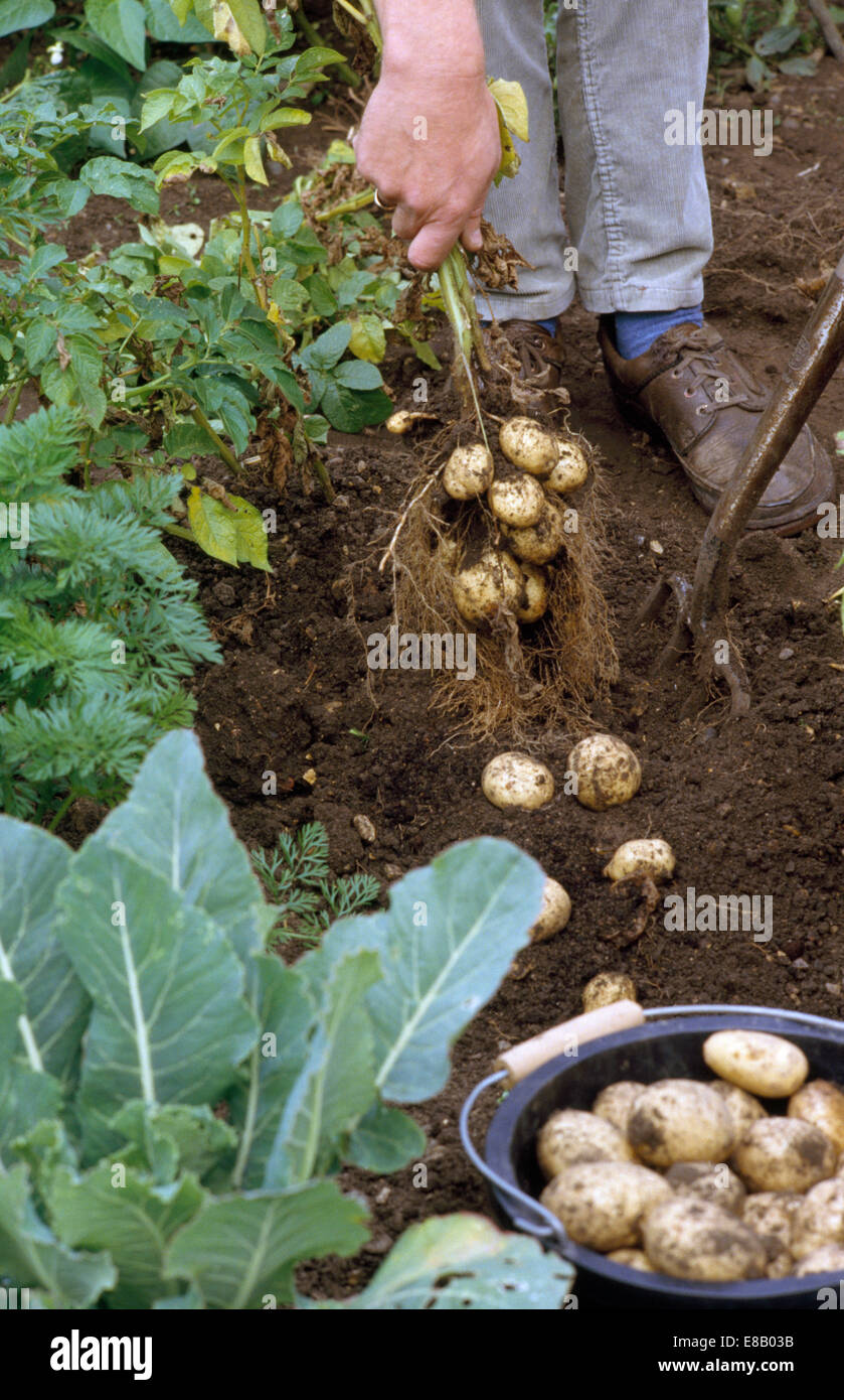 Digging man hi-res stock photography and images - Alamy