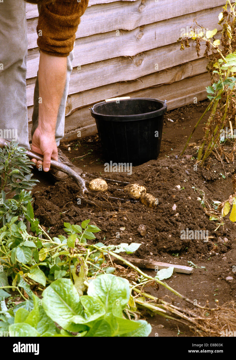Close-up of man digging up potatoes Stock Photo - Alamy