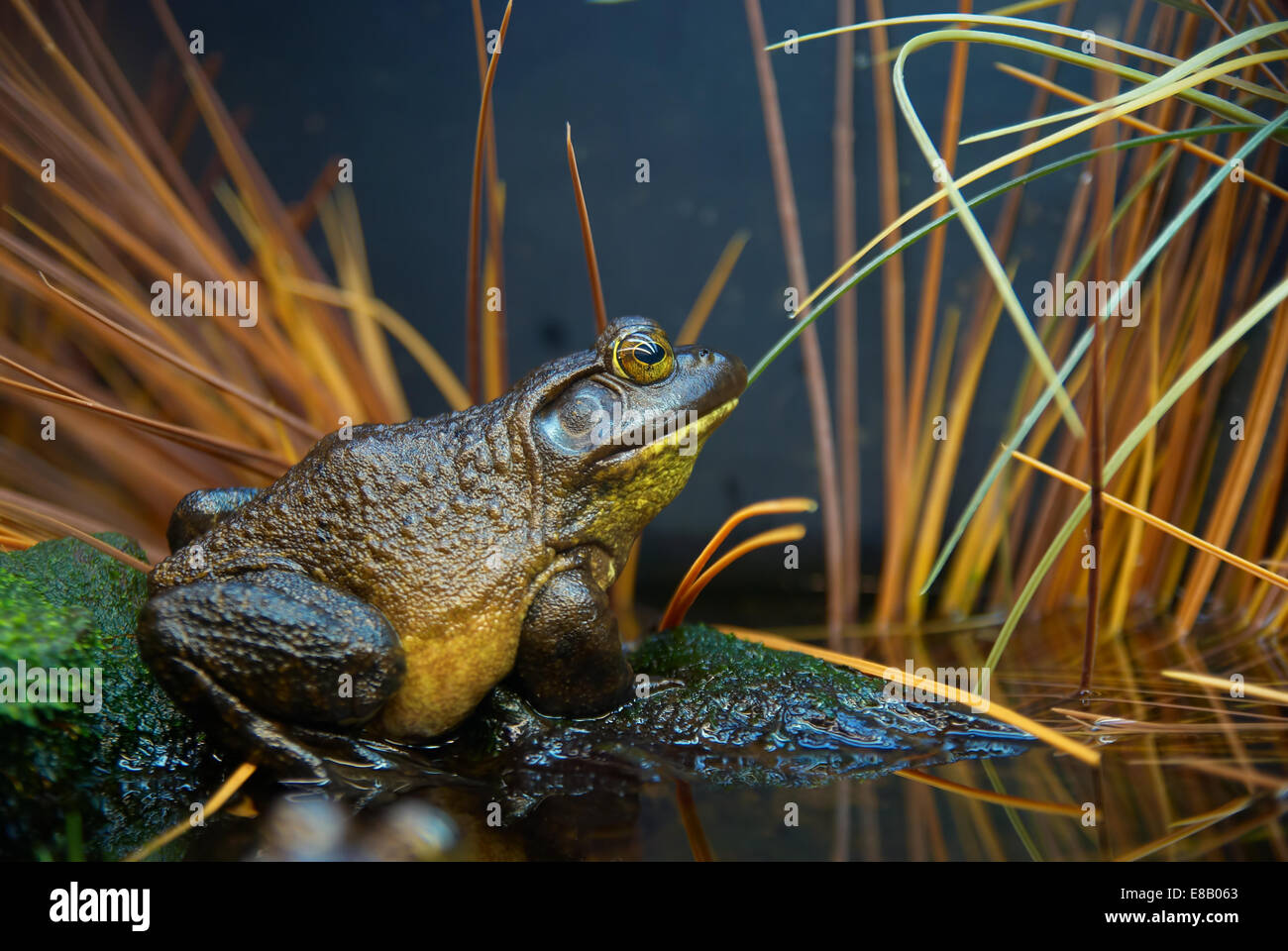 Brown- green frog in the grass. Swamp toad Stock Photo - Alamy