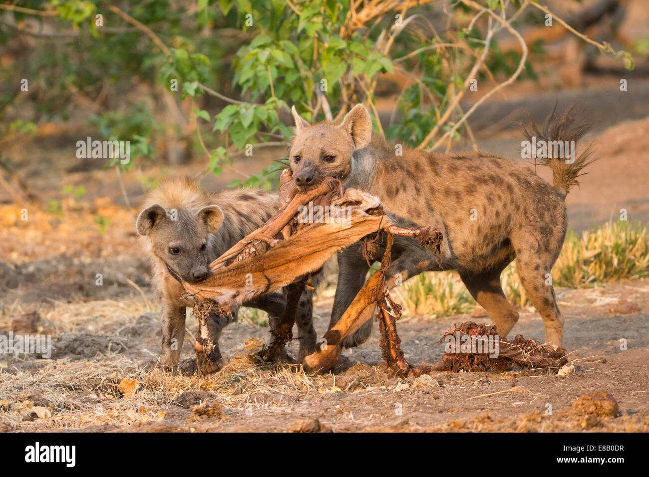 Spotted Hyenas with Impala skin and bones Stock Photo - Alamy