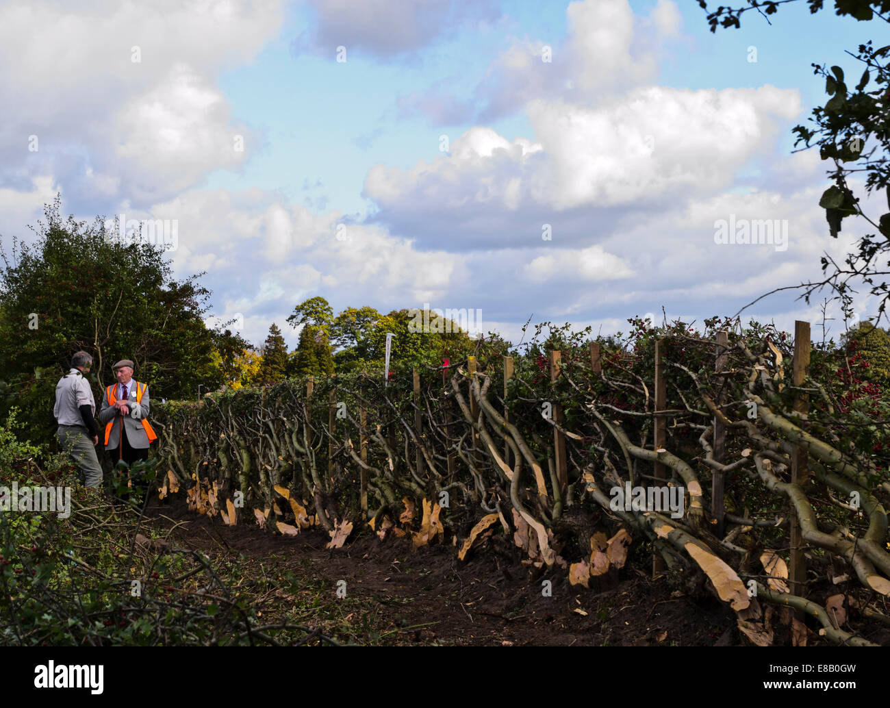 Well maintained english hedgerow hi-res stock photography and images ...