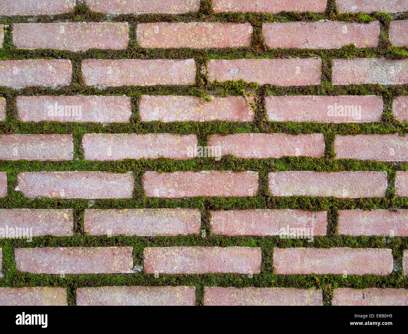 Brick covered in moss hi-res stock photography and images - Alamy