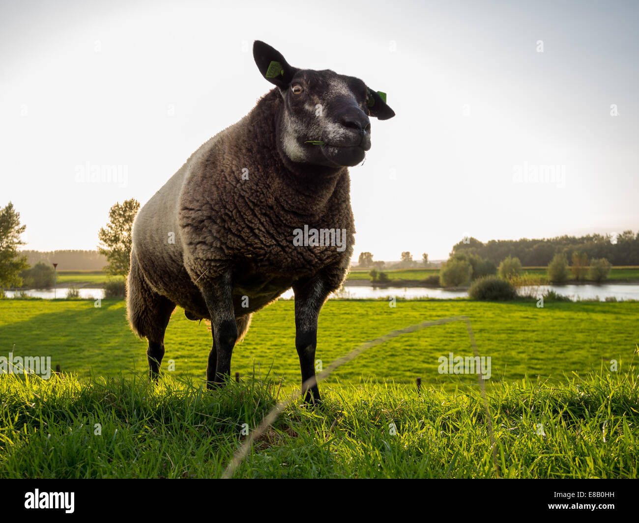 White male sheep hi-res stock photography and images - Alamy