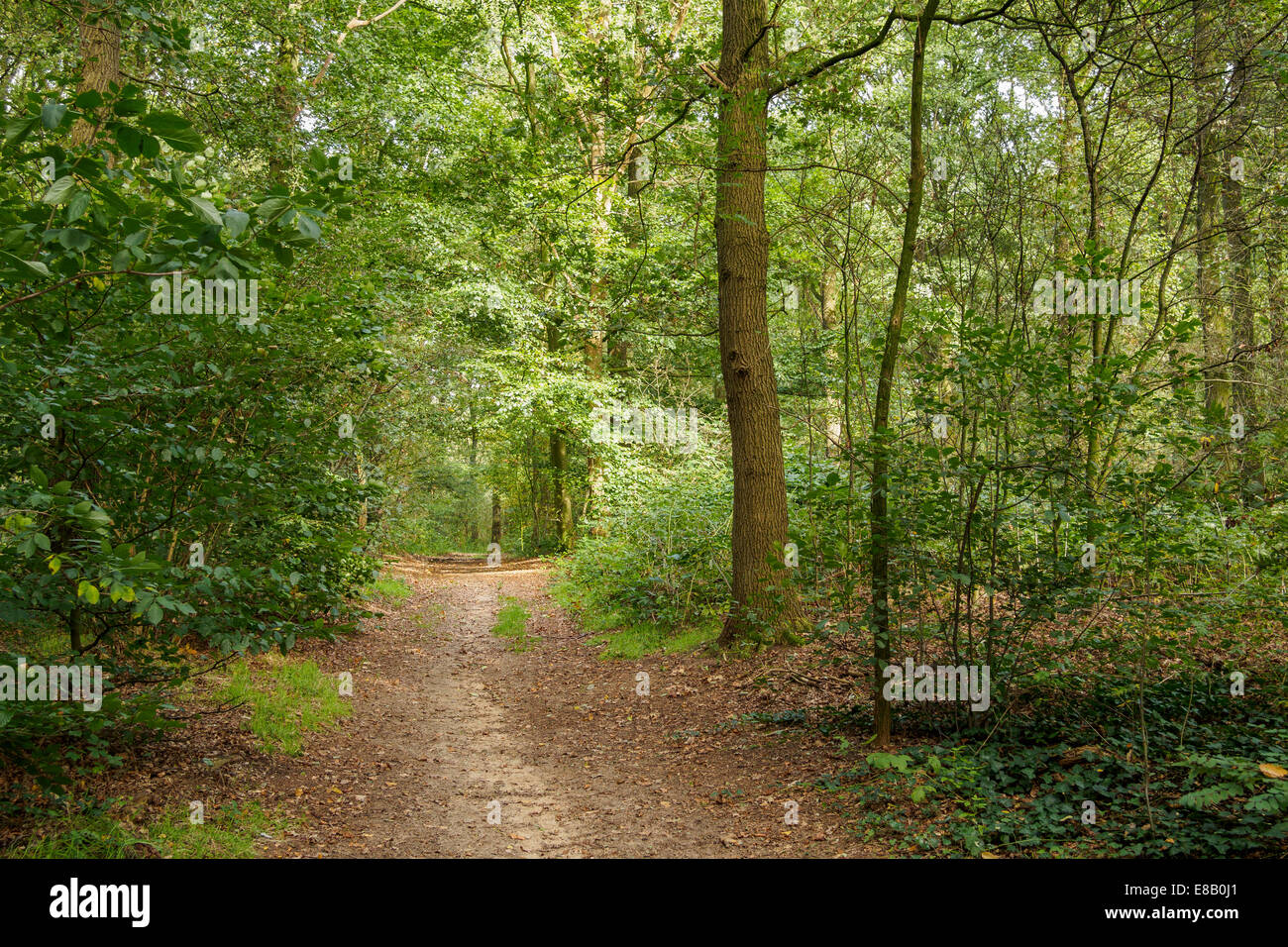 Lonely path hi-res stock photography and images - Alamy