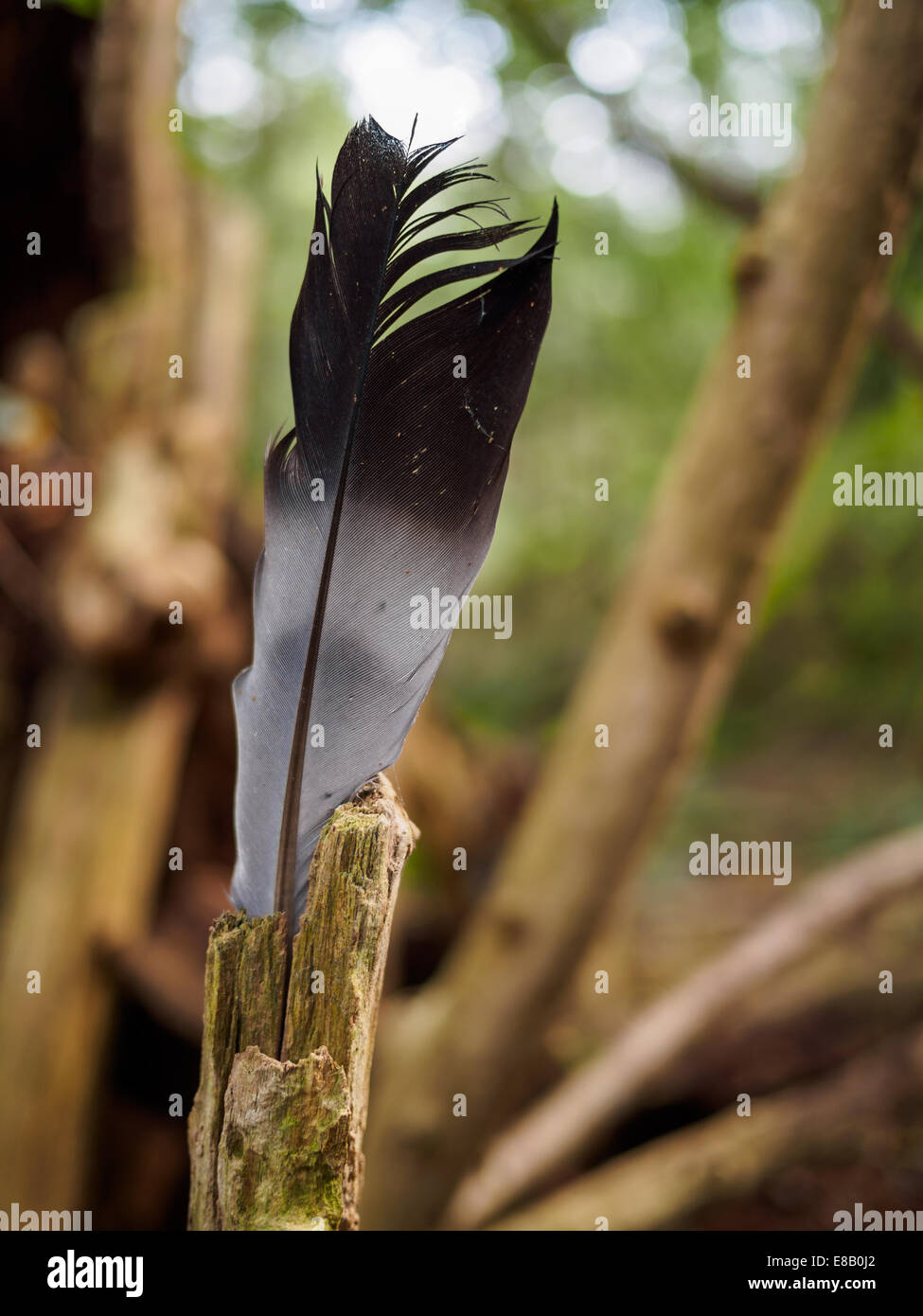 Lone feather standing on a tree stump Stock Photo - Alamy