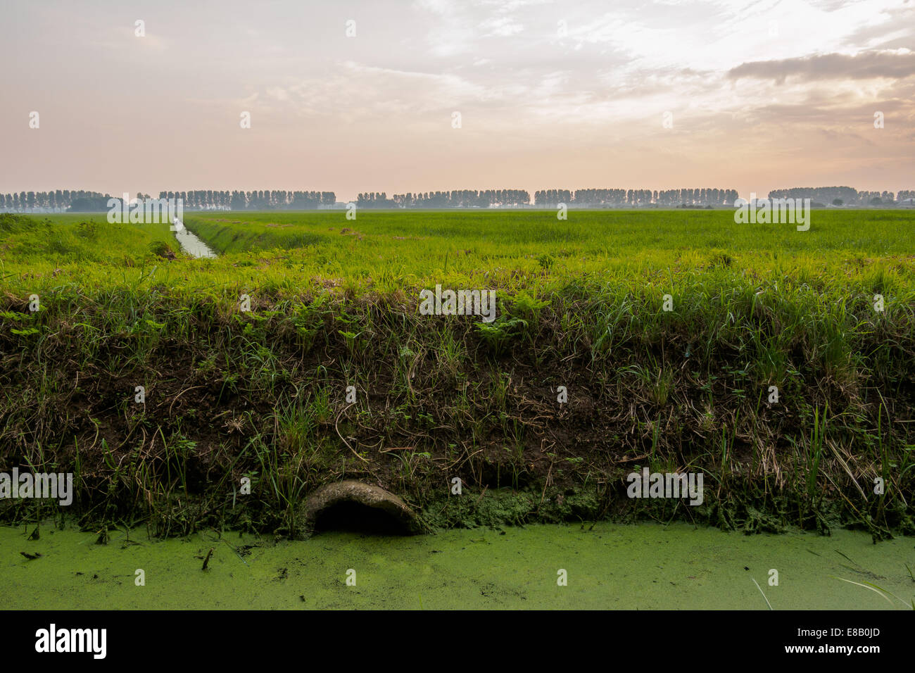 Duckweed covered ditch in typical dutch landscape Stock Photo - Alamy