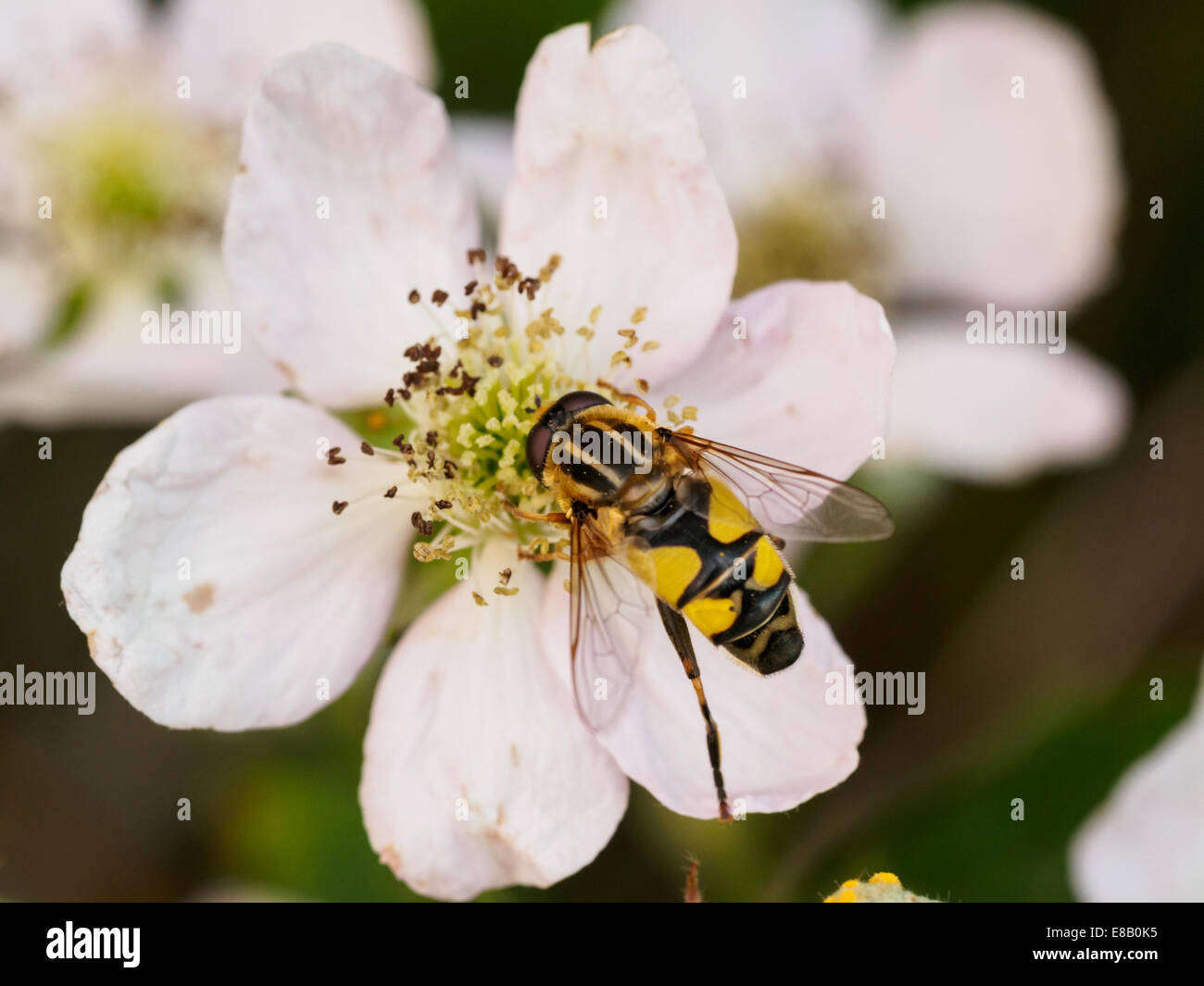 Wasp on white flower hi-res stock photography and images - Alamy
