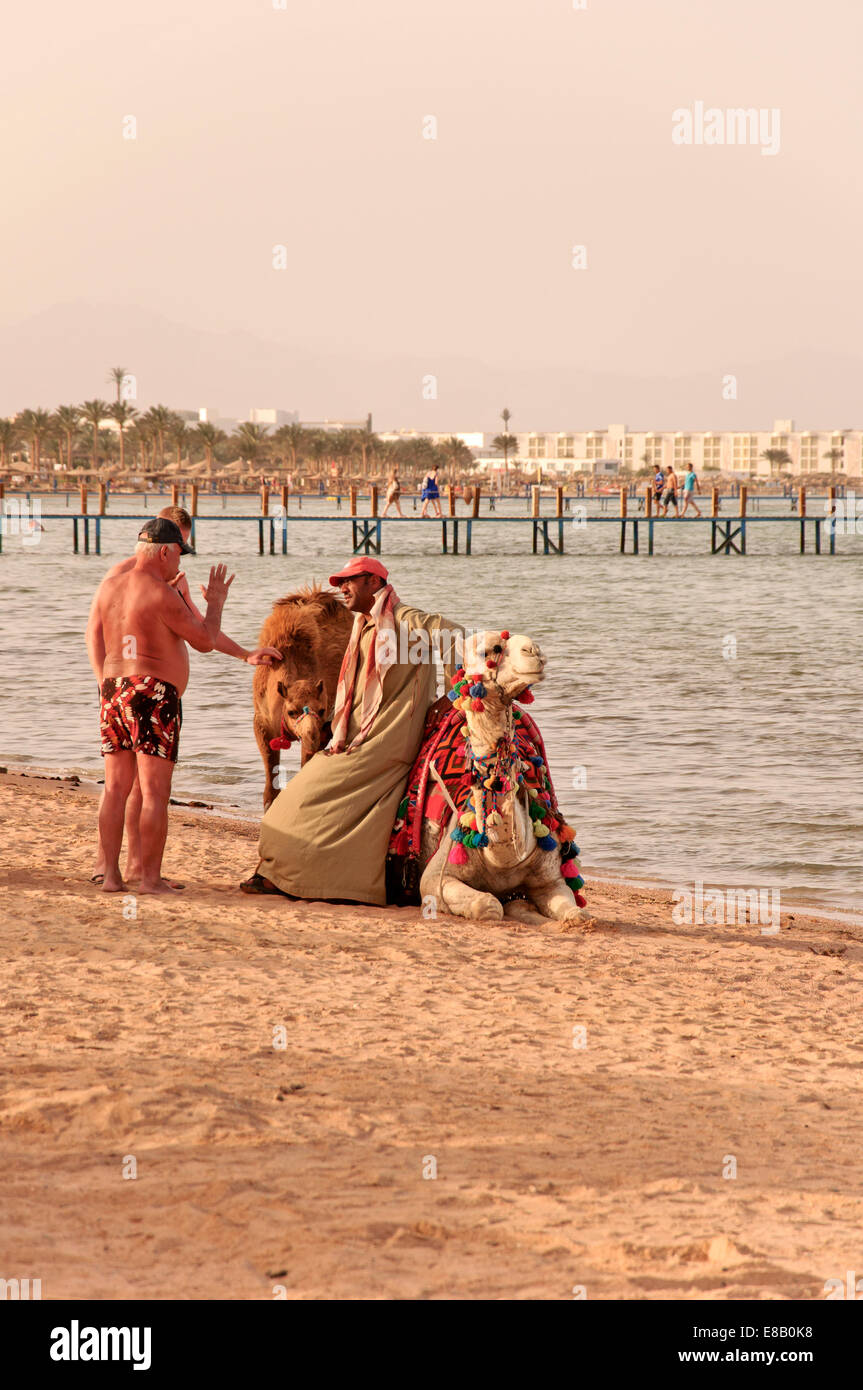 Red sea beach camel hi-res stock photography and images - Alamy