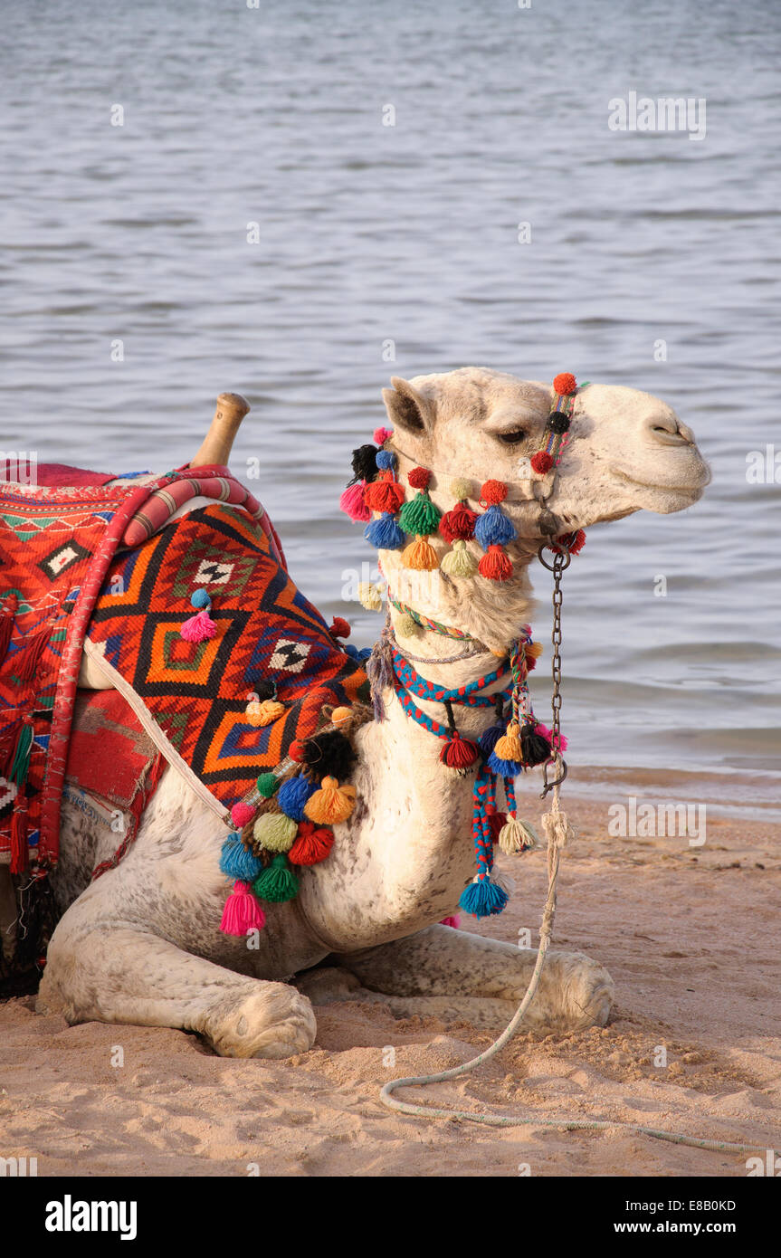 Camel beach red sea hi-res stock photography and images - Alamy
