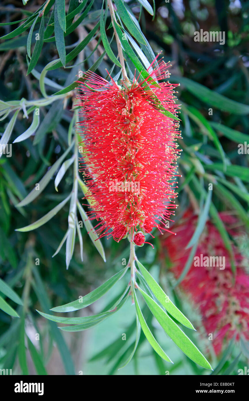 Red fluffy flower of Bottlebrush Stock Photo - Alamy
