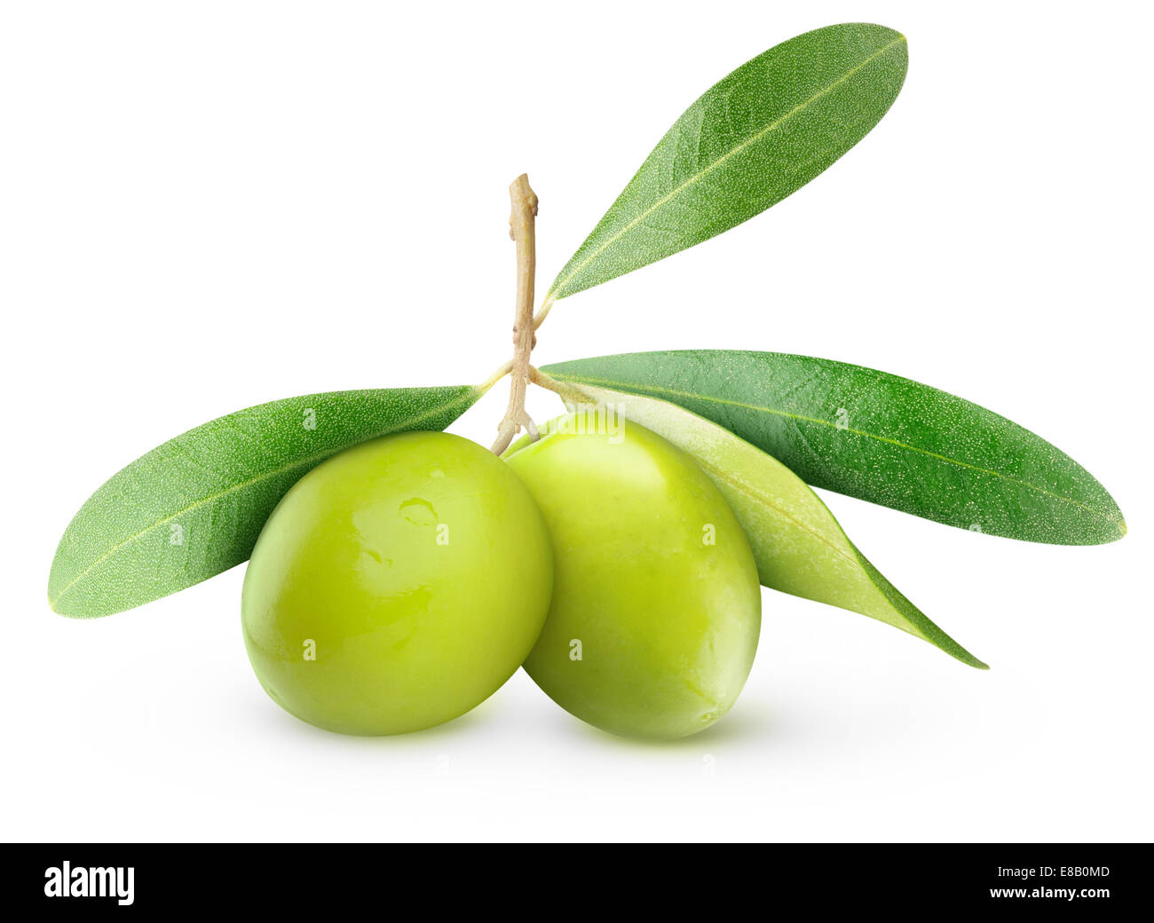 Two green olives on branch with leaves isolated on white Stock Photo ...