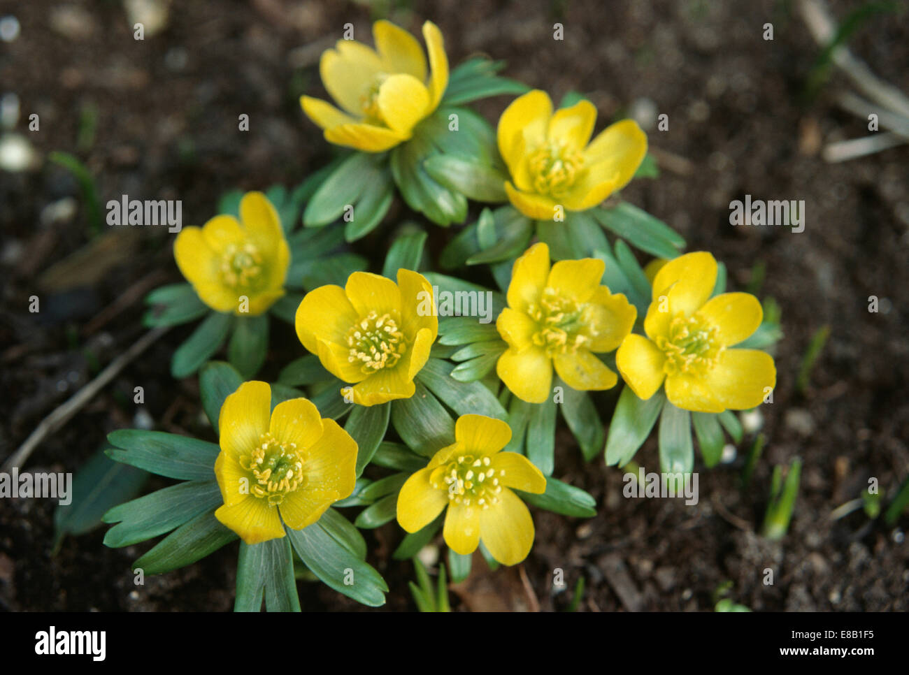 Close up of yellow Eranthus hyemalis Stock Photo - Alamy