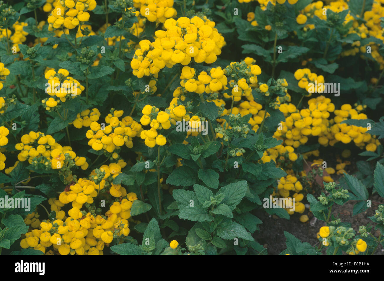 Calceolaria plants hi-res stock photography and images - Alamy