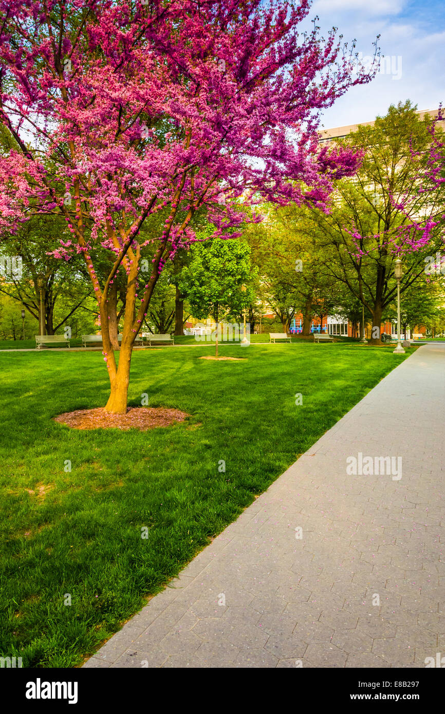 Redbud trees along a path at the Capitol Complex in Harrisburg ...