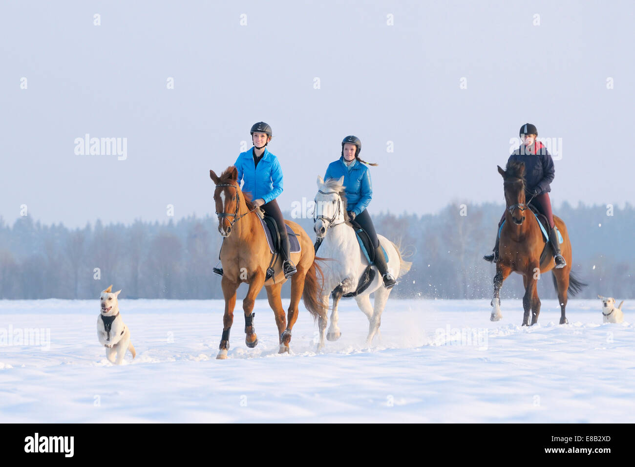 Three horses together hi-res stock photography and images - Alamy