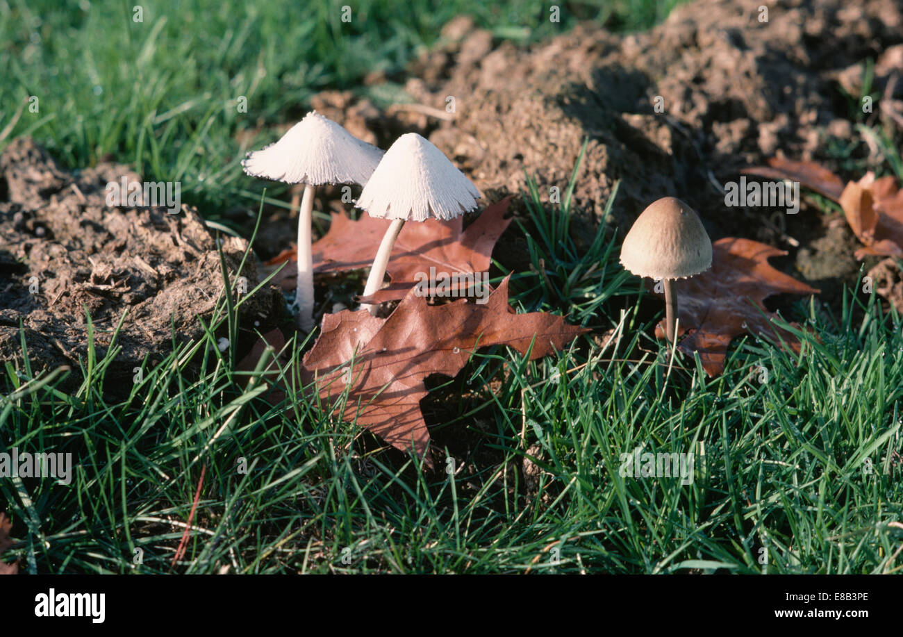 Toadstools grass hi-res stock photography and images - Alamy