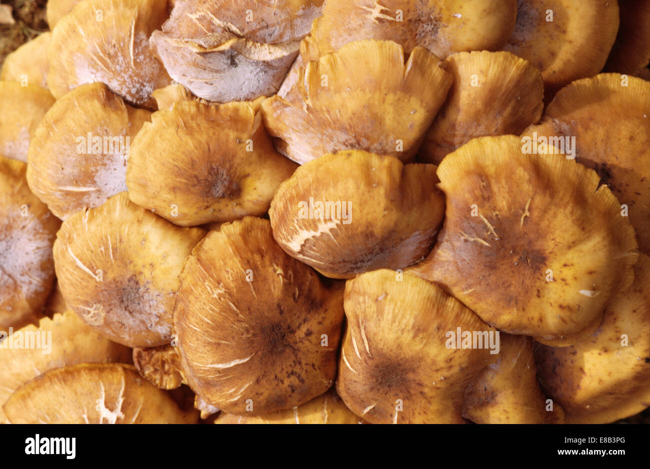 Toadstools hi-res stock photography and images - Alamy