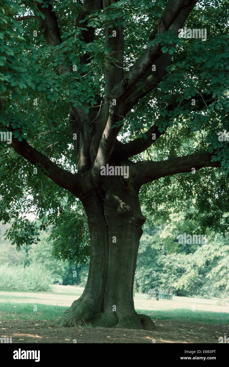 Very large beech hi-res stock photography and images - Alamy