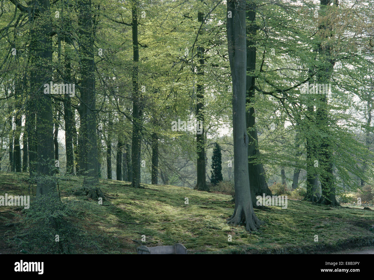 Beech trees in woodland in large country garden Stock Photo - Alamy