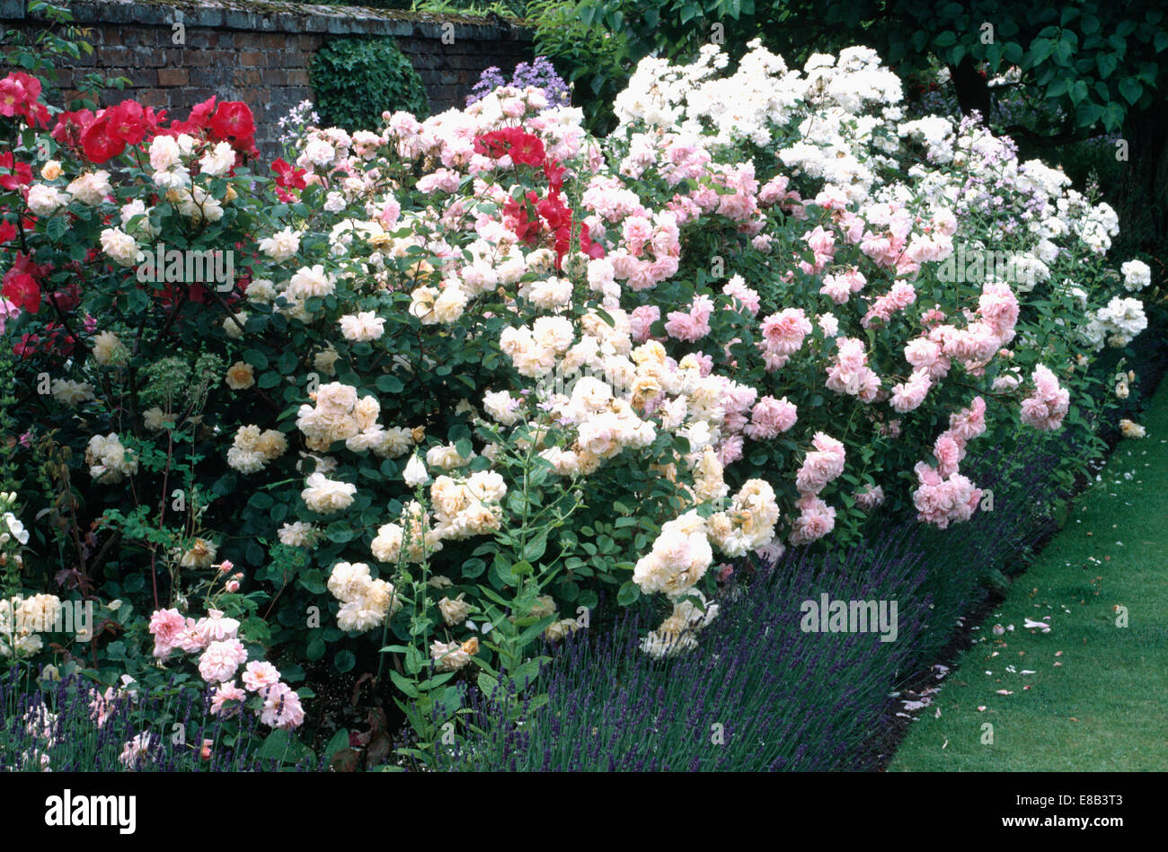 Close-up of pink and cream roses in large summer border Stock Photo - Alamy