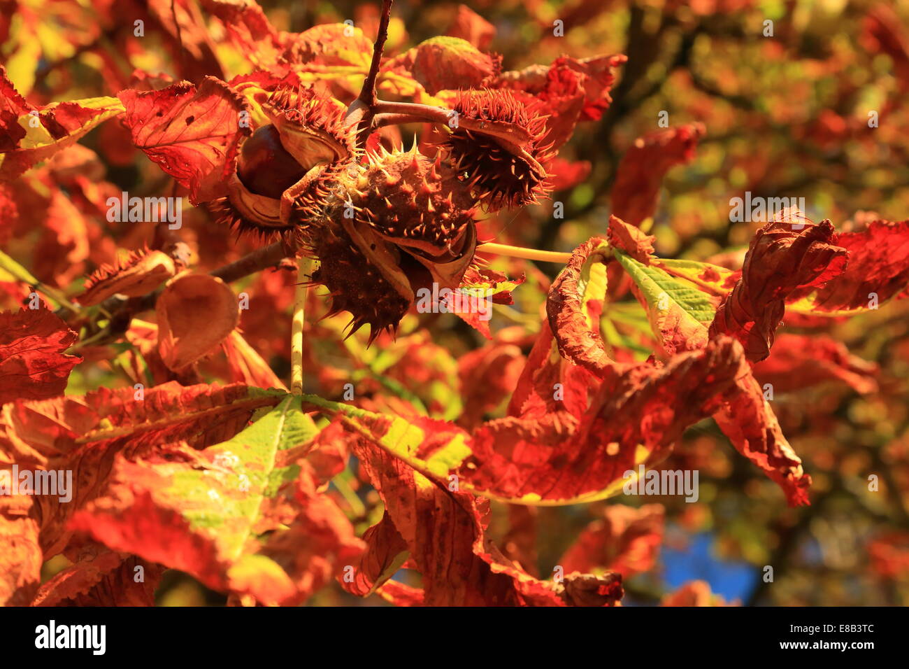 Yellow chestnut leaves hi-res stock photography and images - Alamy