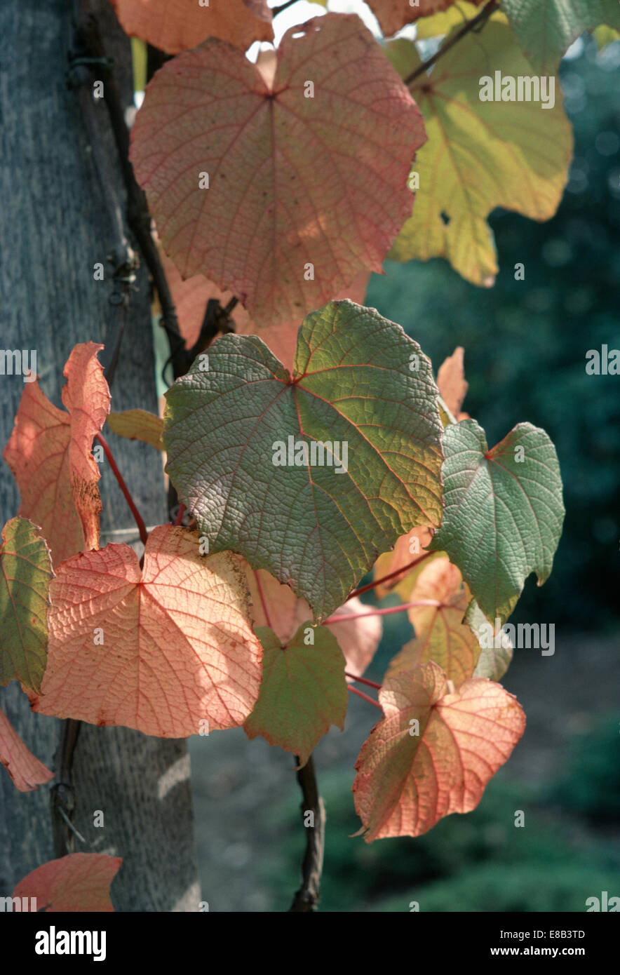 Vine vitus hi-res stock photography and images - Alamy