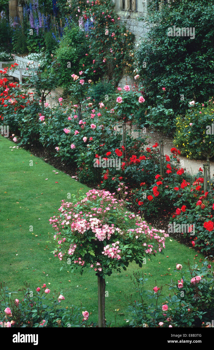 Standard Rose Stock Photos & Standard Rose Stock Images - Alamy