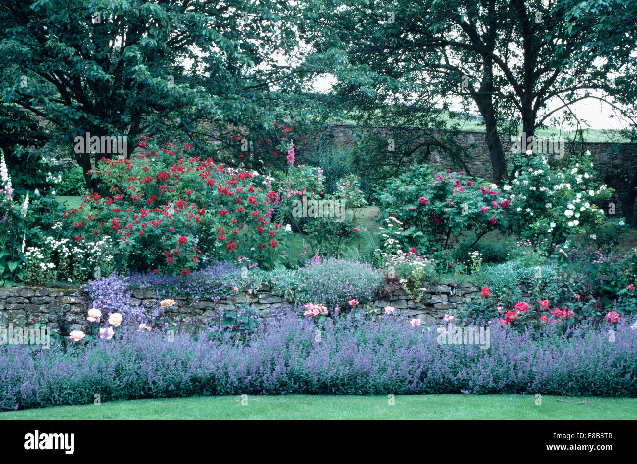 Border of blue nepeta with pink roses below low stone wall in sloping ...