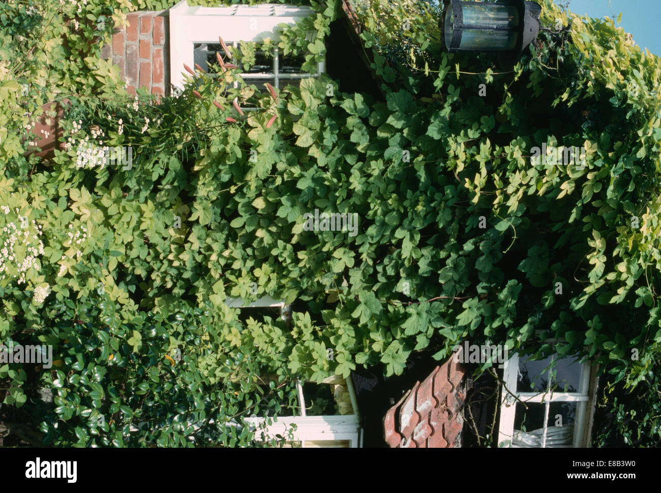 Humulus Scandens climbing on front elevation of cottage Stock Photo - Alamy