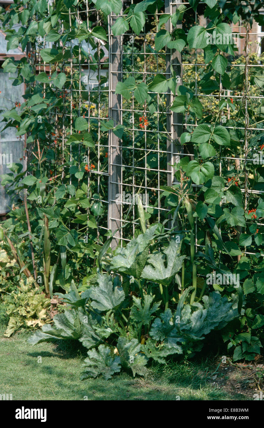 Marrow plant and runner beans on trellis in vegetable garden Stock ...
