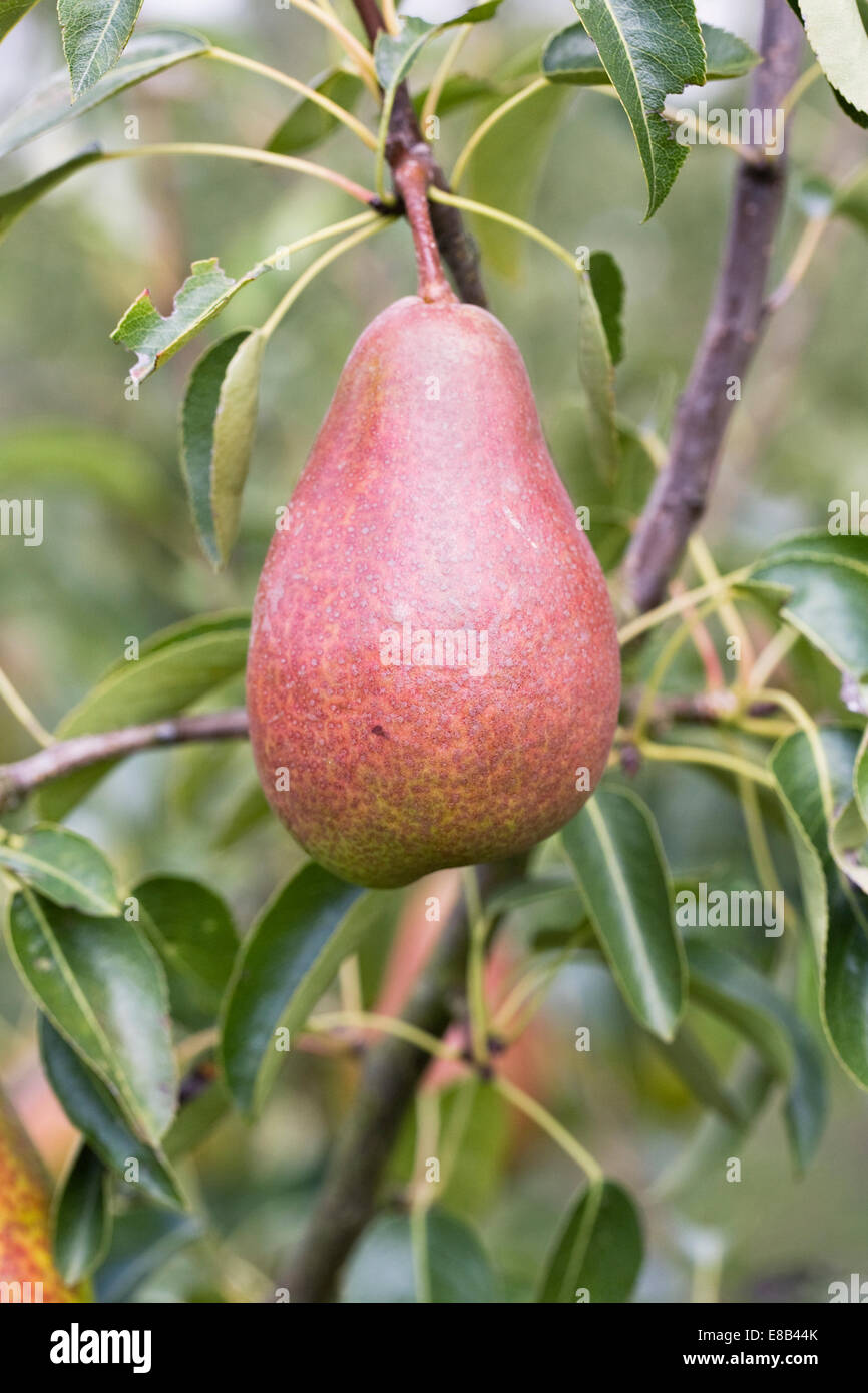 Pear variety communis bonne louise hi-res stock photography and images ...