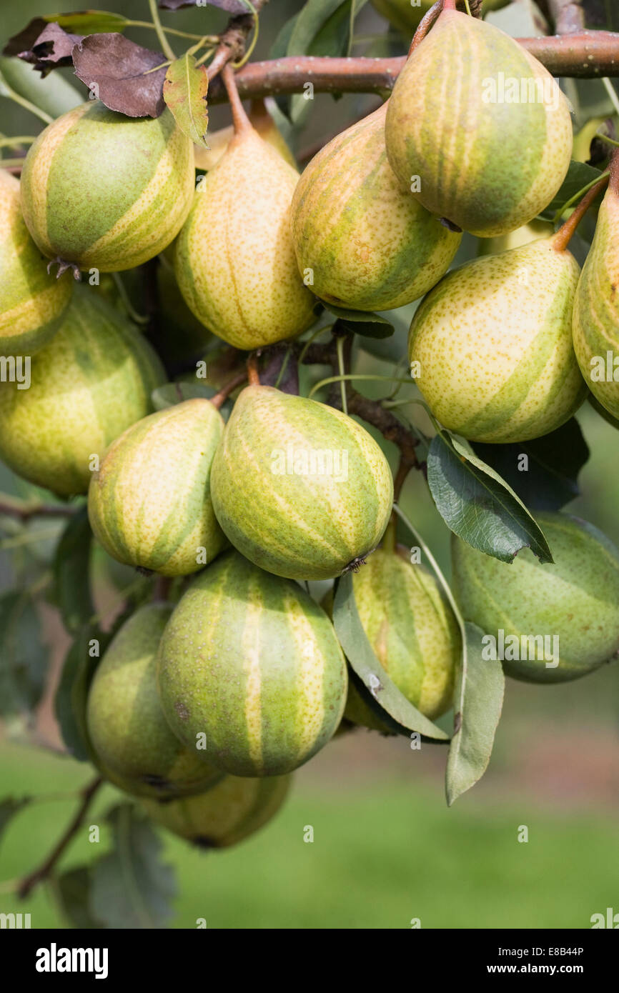 Pear cultivars hi-res stock photography and images - Alamy