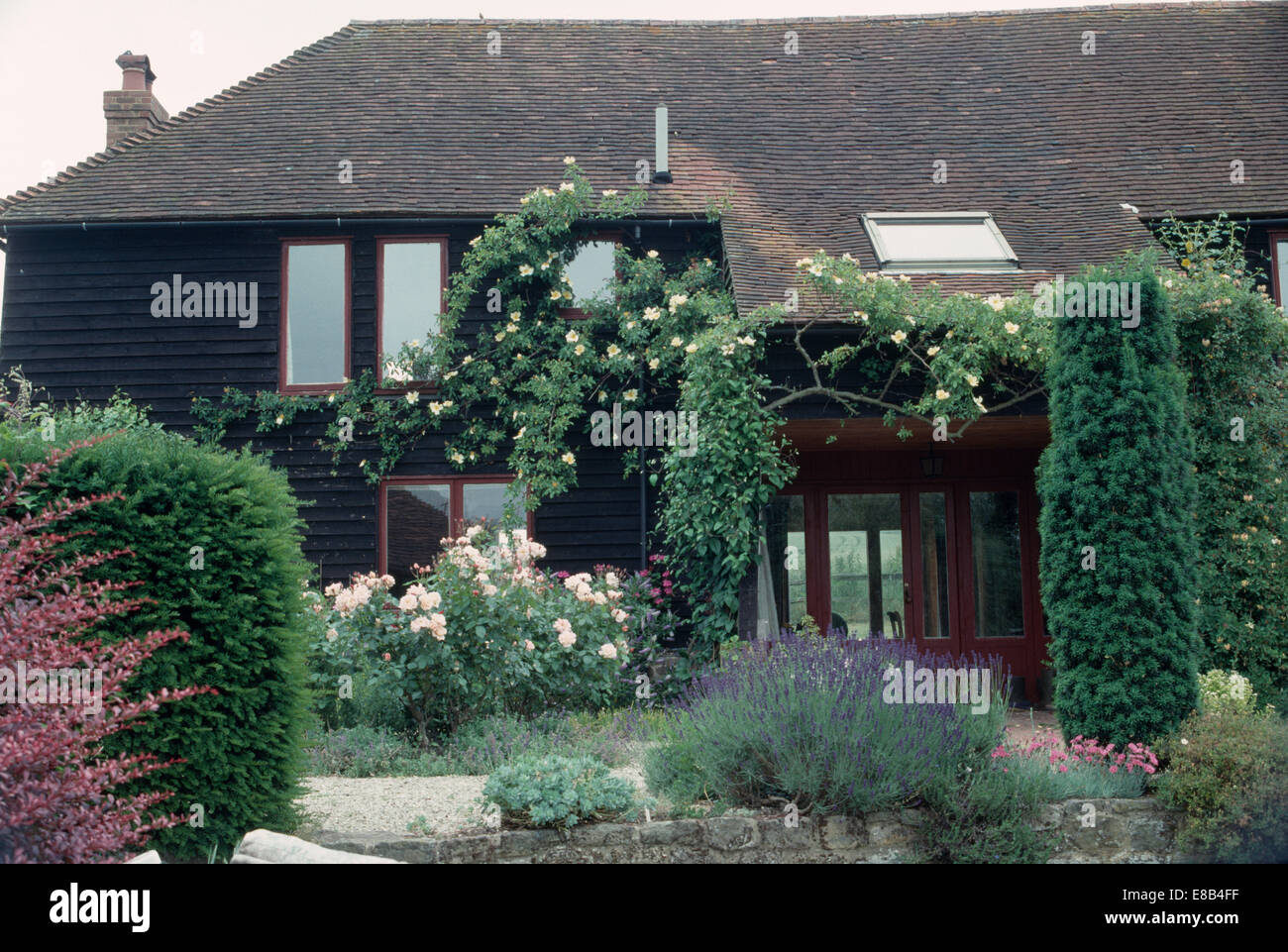 Climbing rose on a barn conversion with lavender and shrub roses and a ...