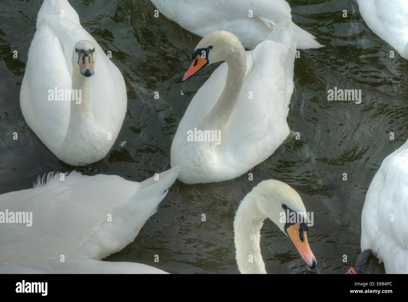 Avon river swans hi-res stock photography and images - Alamy