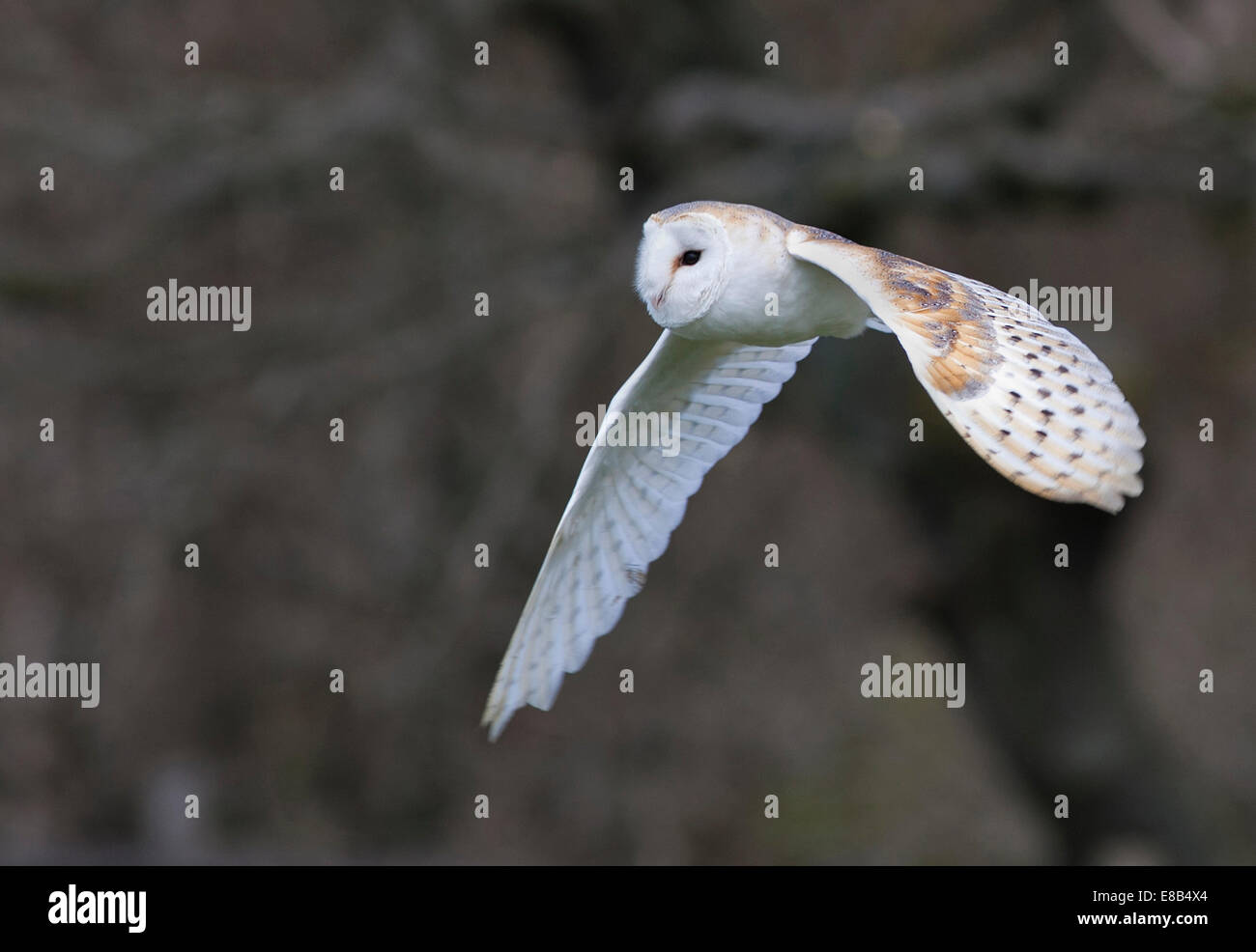 Barn Owl in flight Stock Photo - Alamy