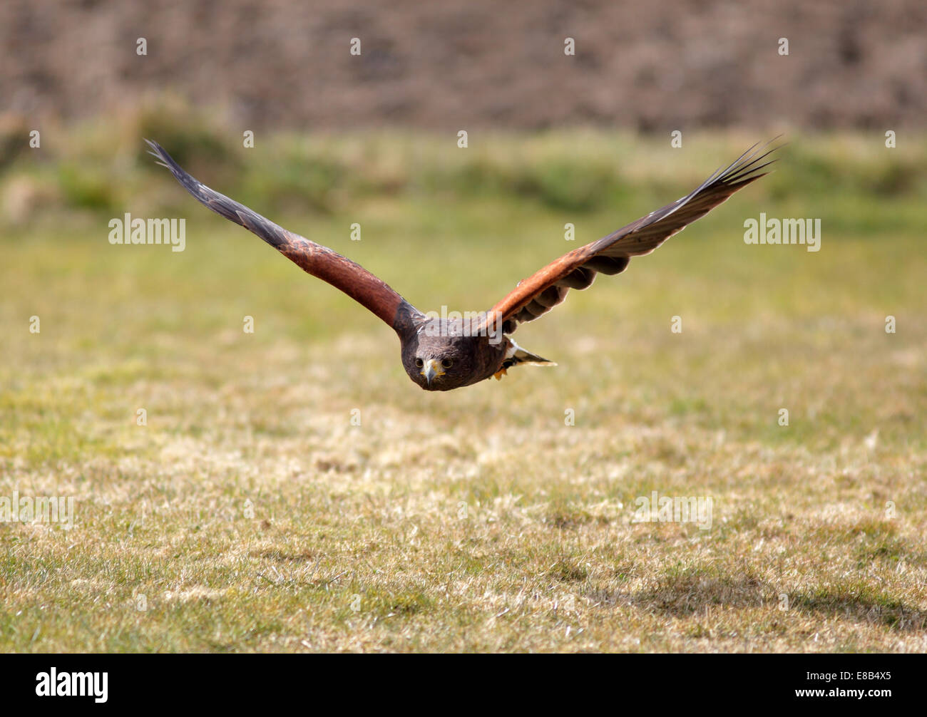 Harris Hawk in flight Stock Photo - Alamy