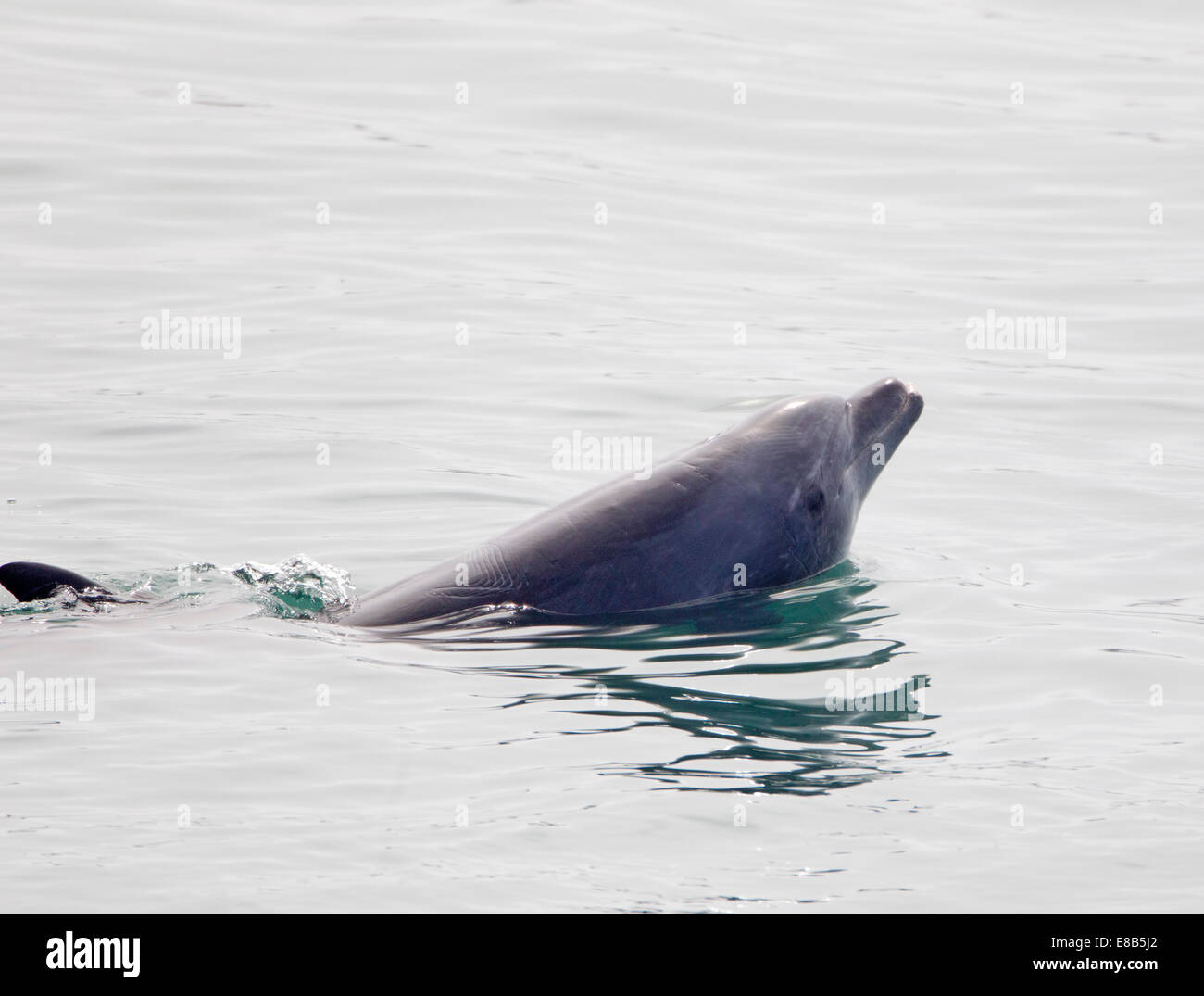 Bottlenose Dolphin Head Above Water Stock Photo - Alamy