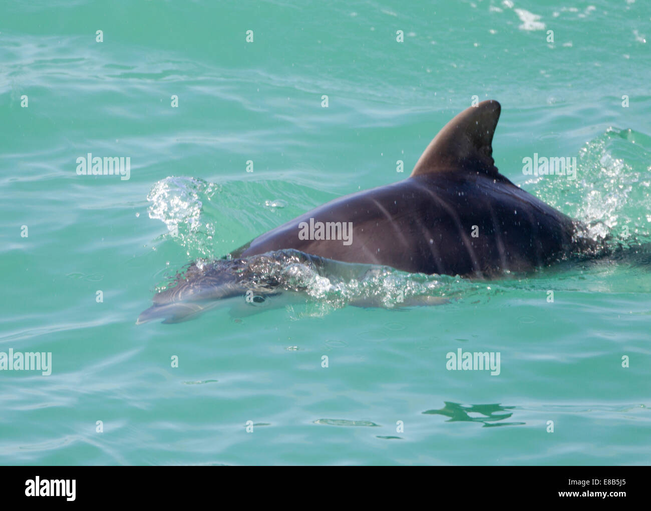 Bottlenose Dolphin Eye visible below the water Stock Photo - Alamy