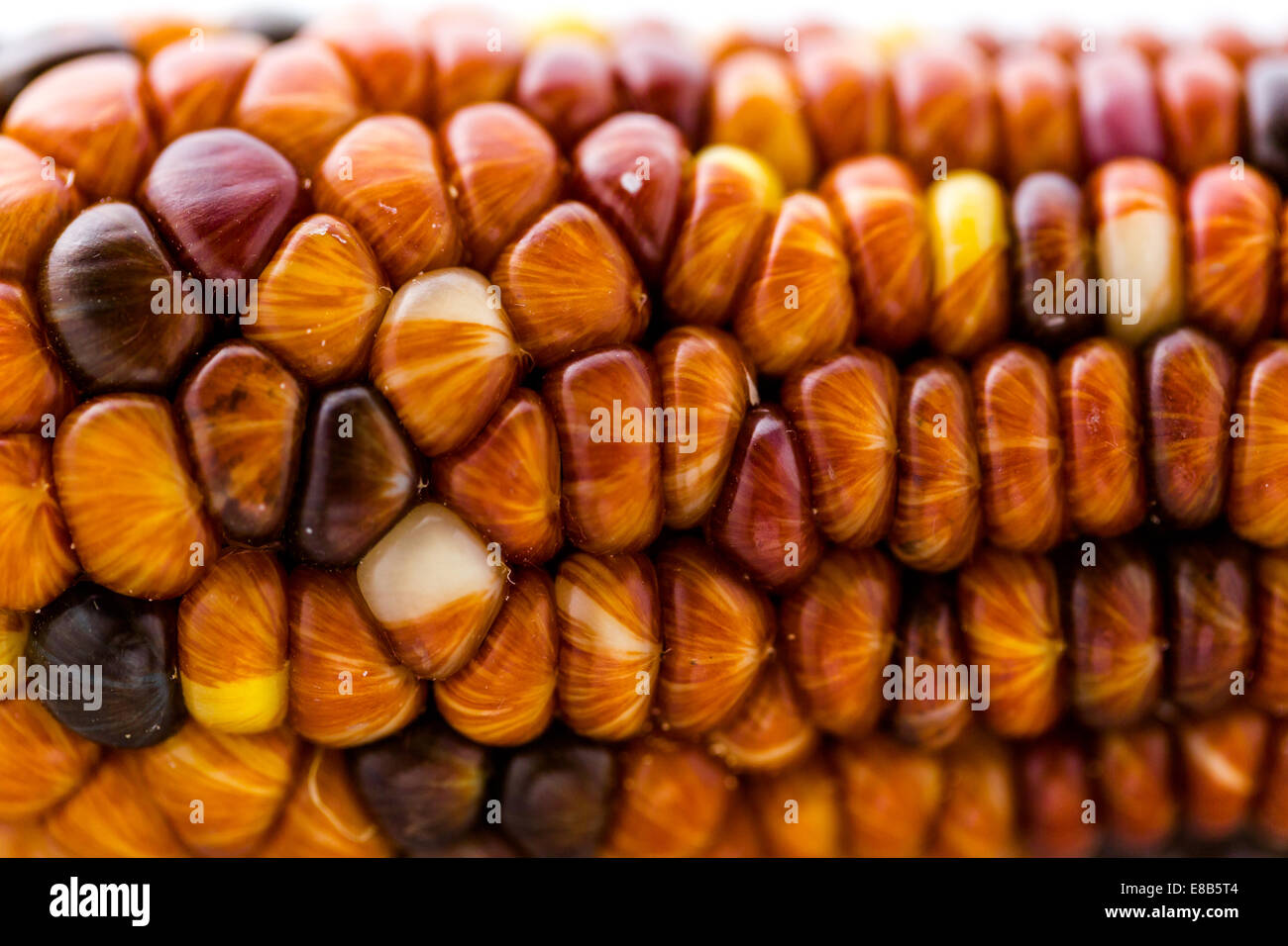 Multi colored indian corn made for Thanksgiving decoration Stock Photo ...