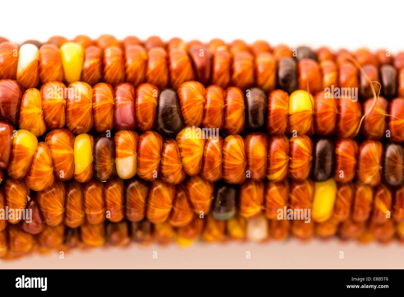 Multi colored indian corn made for Thanksgiving decoration Stock Photo ...
