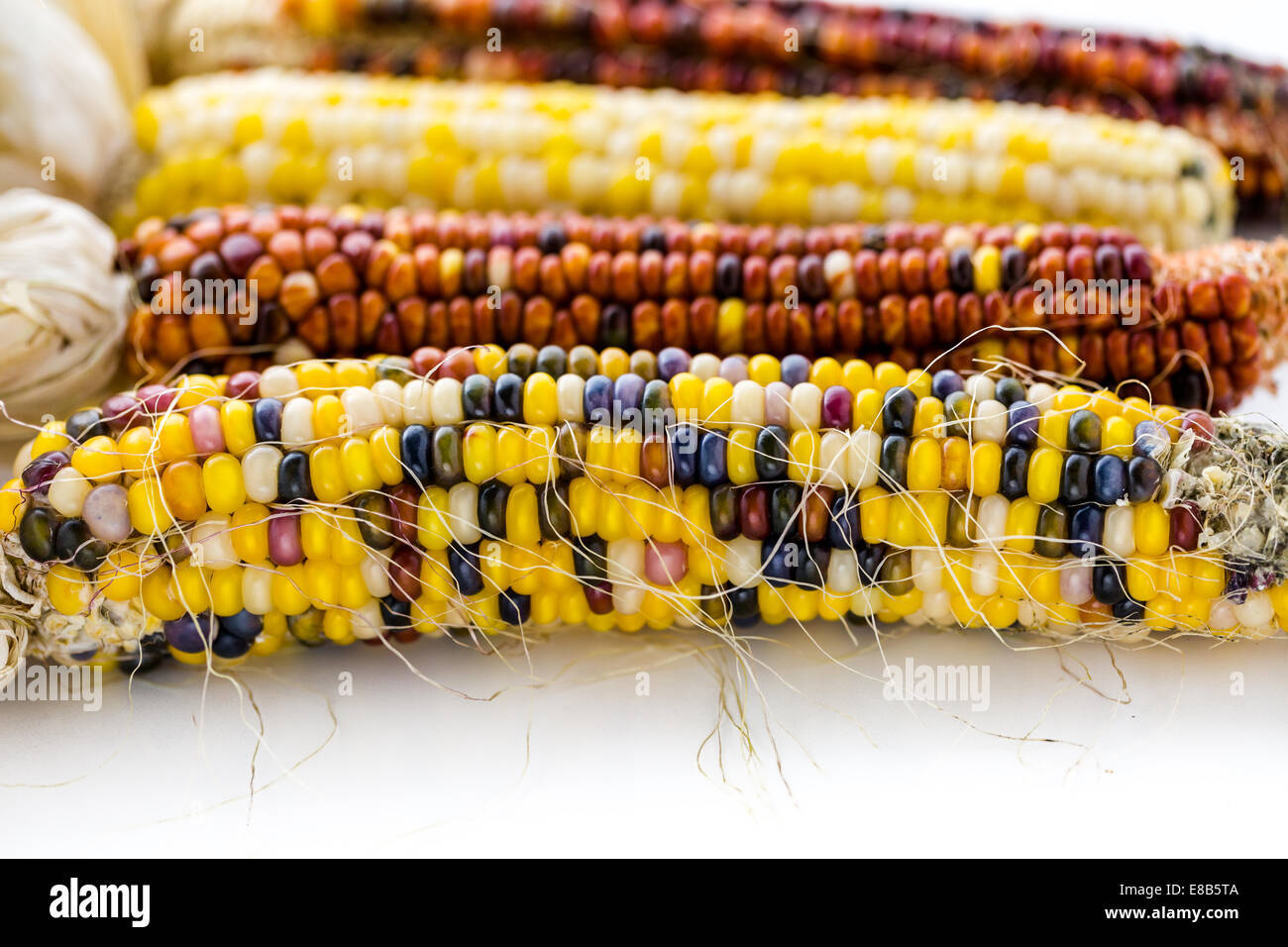 Multi colored indian corn made for Thanksgiving decoration Stock Photo ...