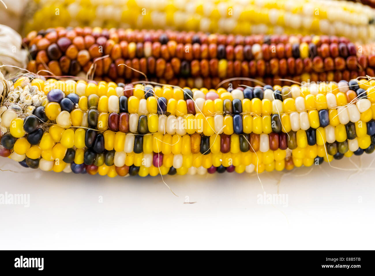 Multi colored indian corn made for Thanksgiving decoration Stock Photo ...