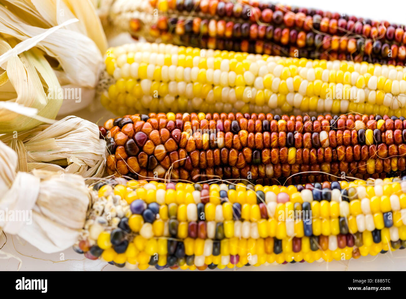 Multi colored indian corn made for Thanksgiving decoration Stock Photo ...
